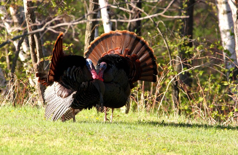 Outdoors: Turkey Tales (Being turkeys)