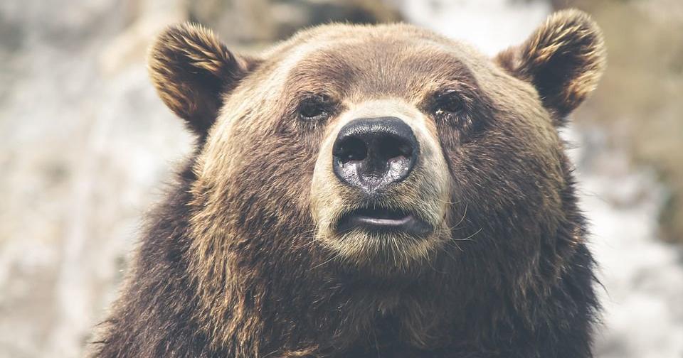 Grizzly bear repellent to blame for Downtown residents getting sick ...