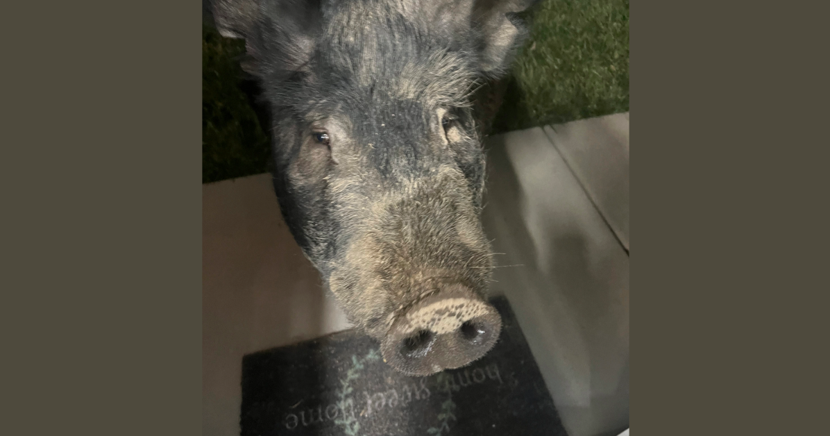 Pig wanders past Kenosha County couple's home