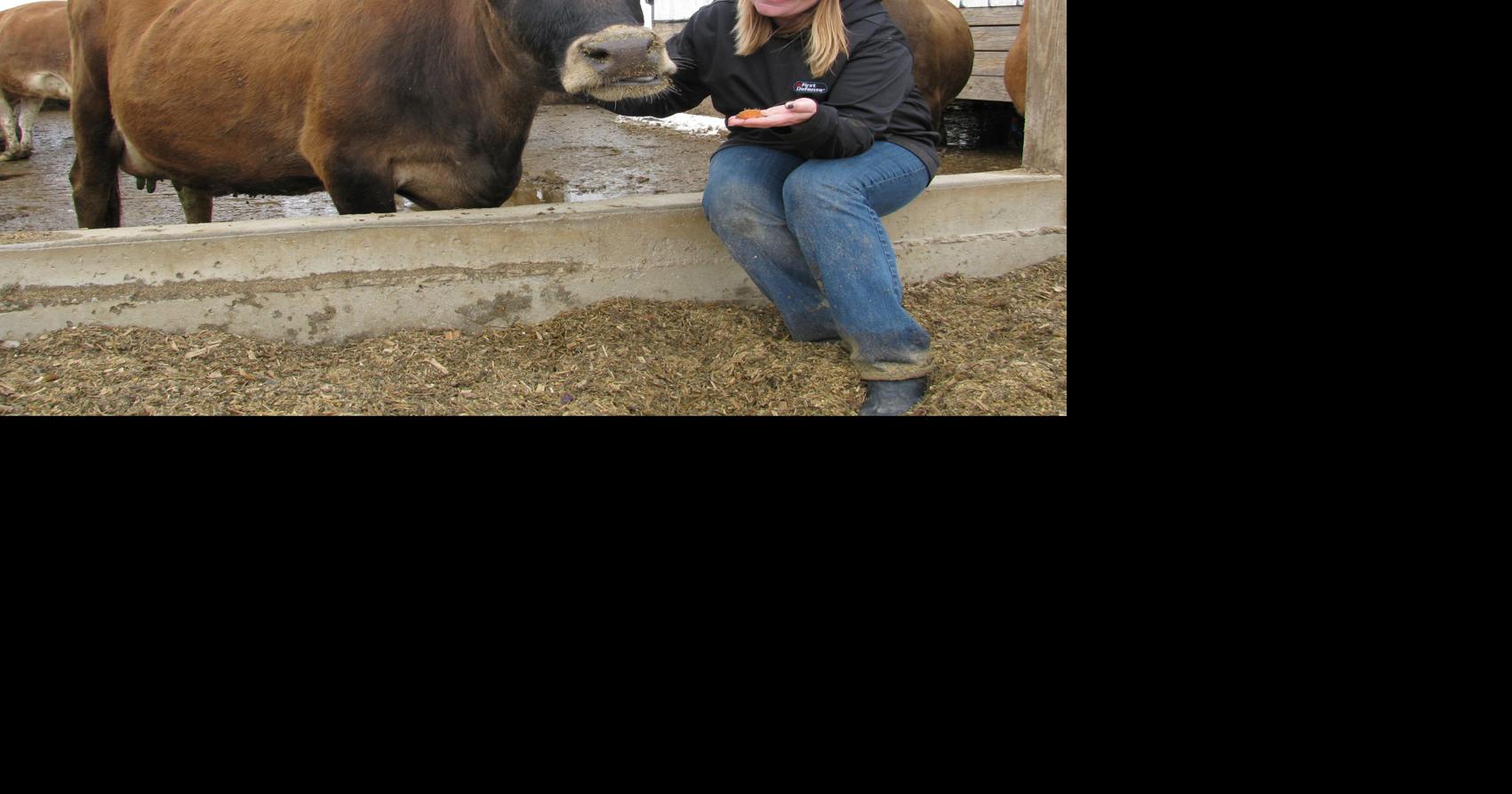 Feeding candy to cows is sweet for their digestion