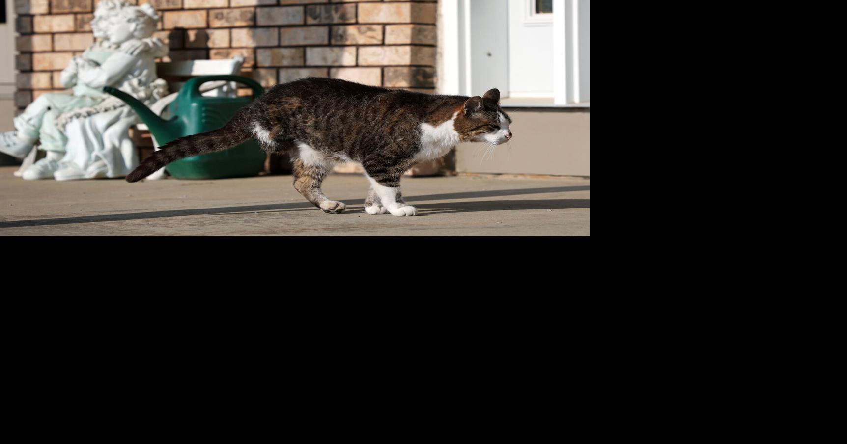 Wisconsin cat's story featured in new children's book