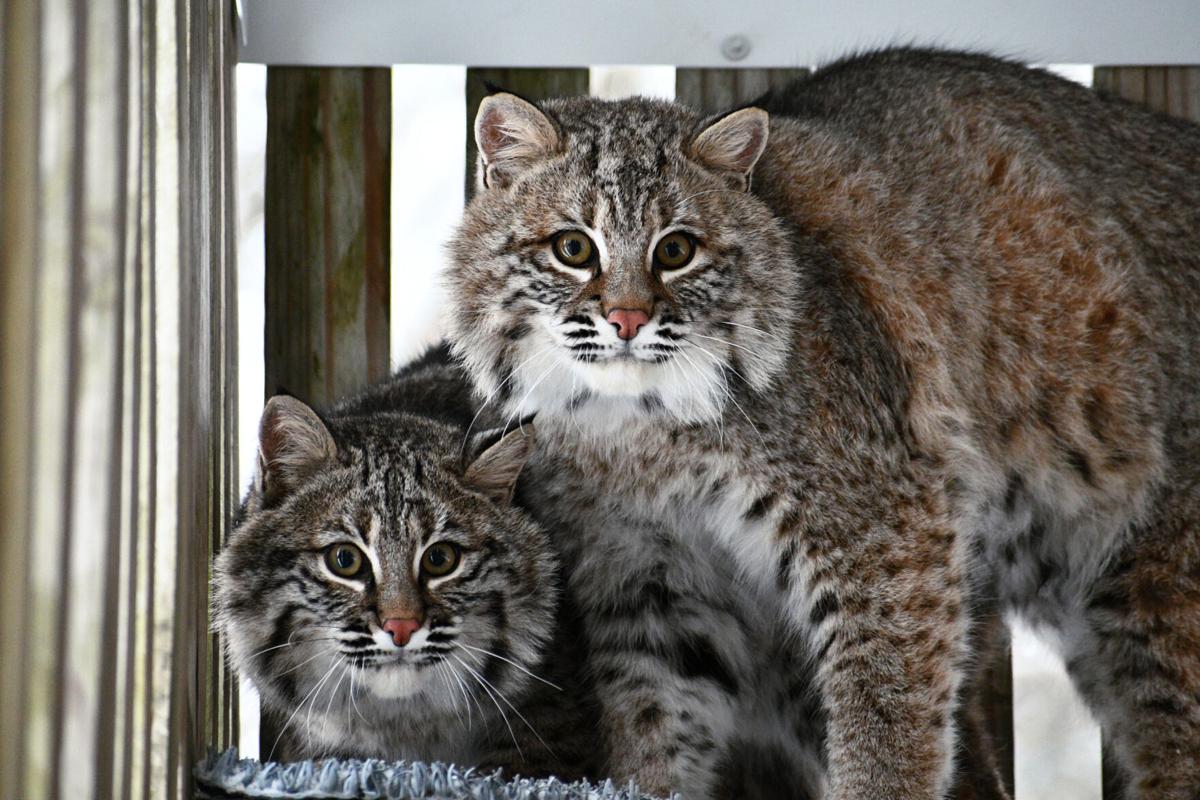 adolescent bobcat