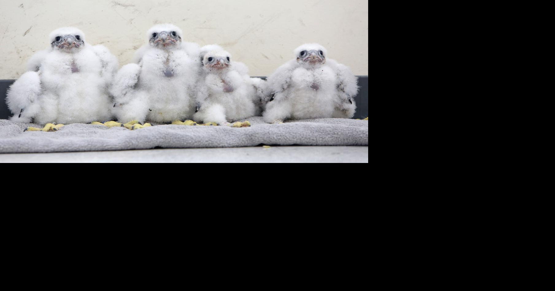 Falcon chicks with ice cream-inspired names highlight Wisconsin's ...
