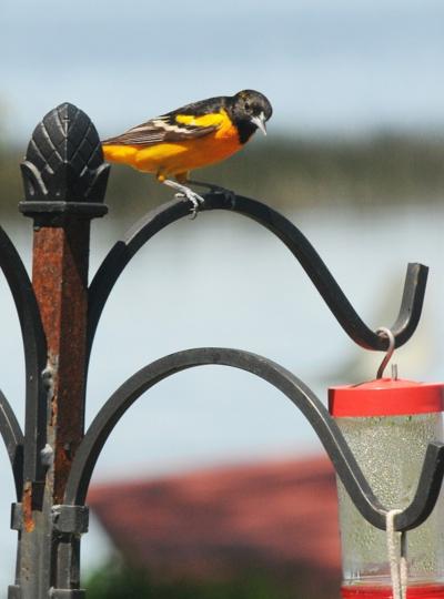 Patrick Durkin: Go ahead and keep feeding the birds