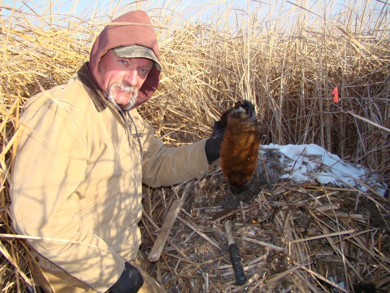 Outdoors: Man says muskrat trapping gets in blood