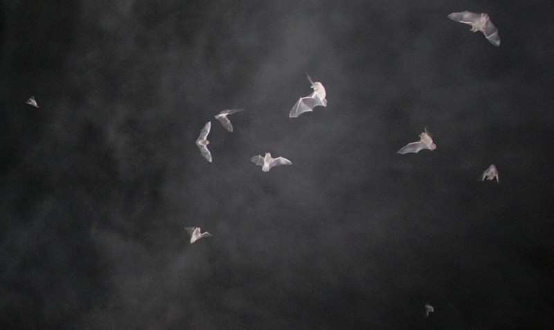 Aflutter to save Wisconsin's bats