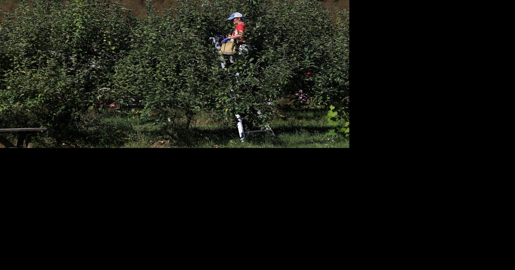 Photo of the day: Apple picking season winds down at Door Creek Orchard