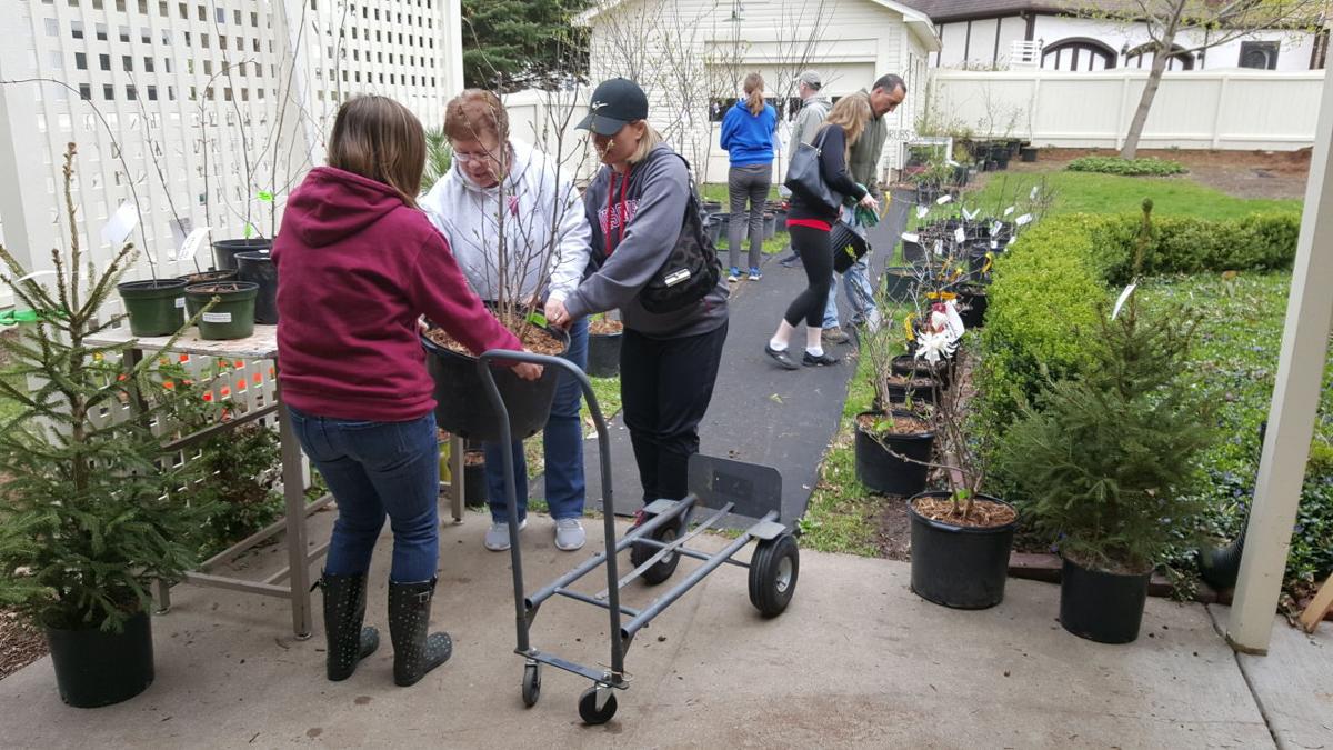 Cambridge Tree Project helps counter affects of emerald ash borer