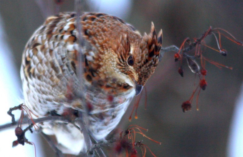 Outdoors: Ruffed grouse rare sight in southern Wisconsin | Outdoors ...