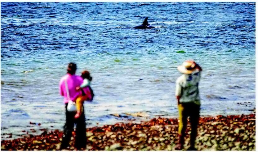 Phones ding for KILLER SCENES