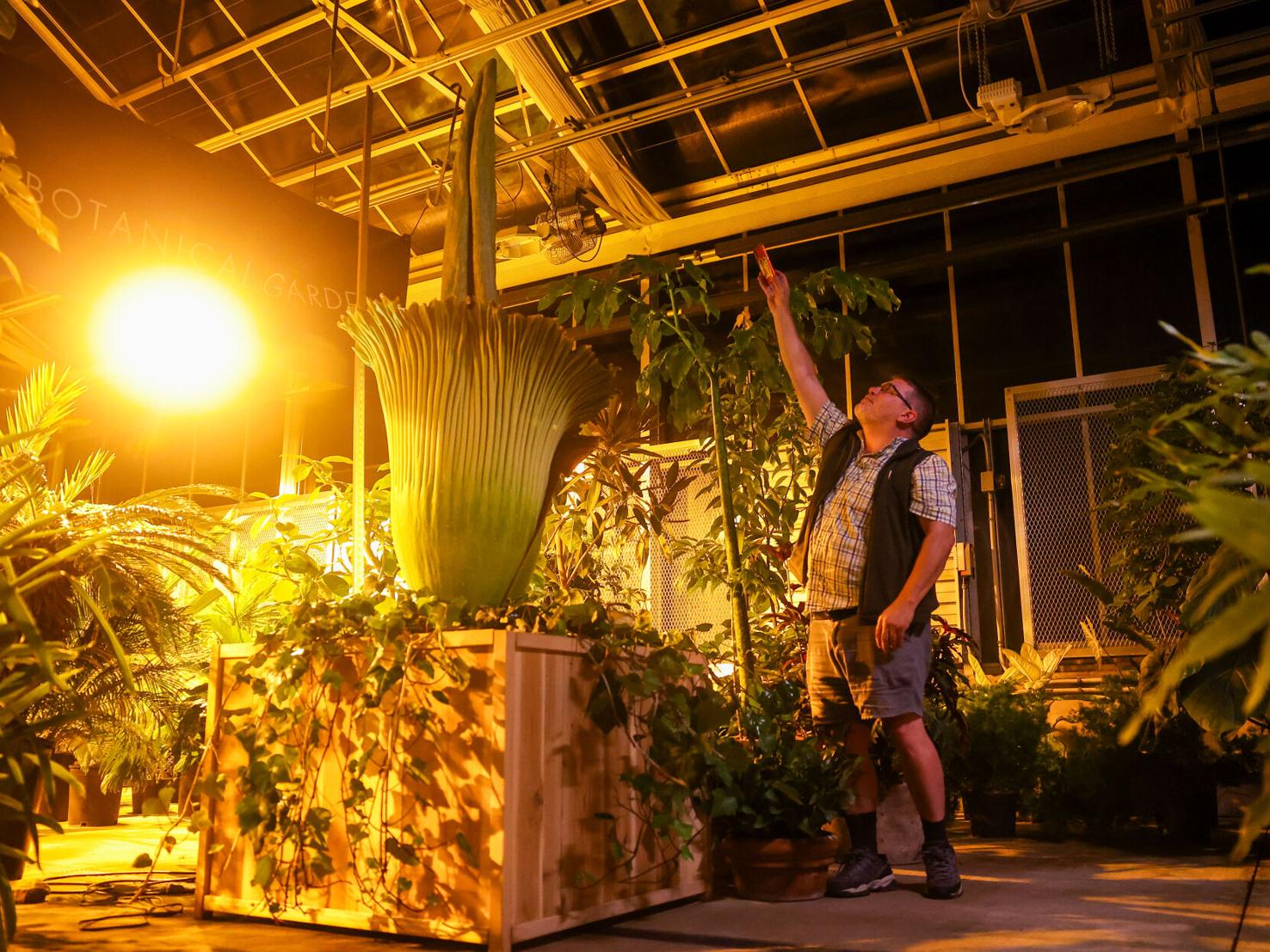 Corpse flower blooms at Olbrich Botanical Gardens in Madison