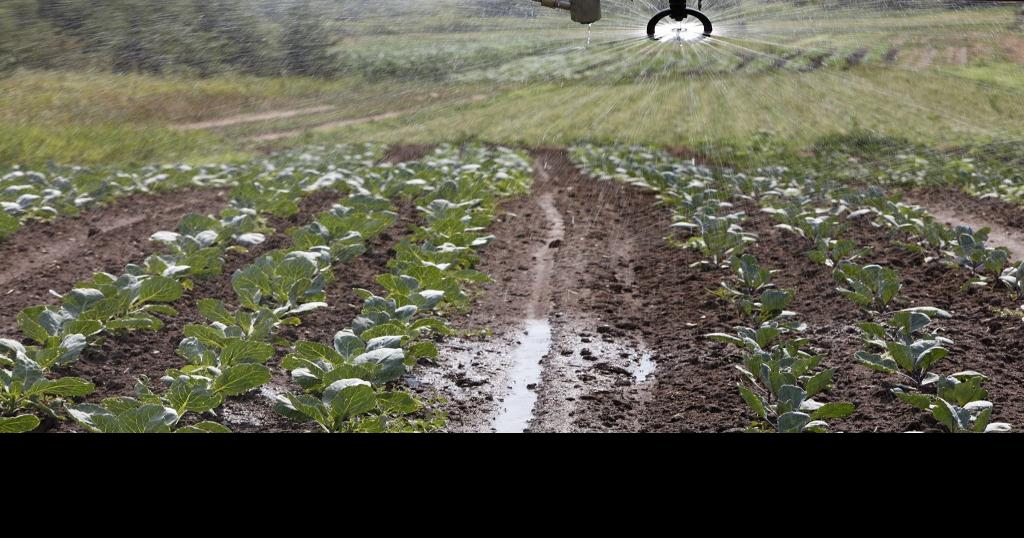 Farmers scramble to keep crops alive in extreme heat