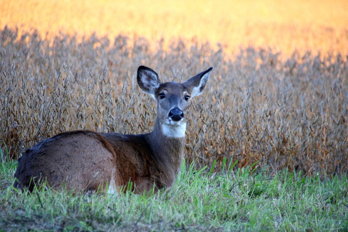 Chronic Wasting Disease burdens Wisconsin's deer | Science ...