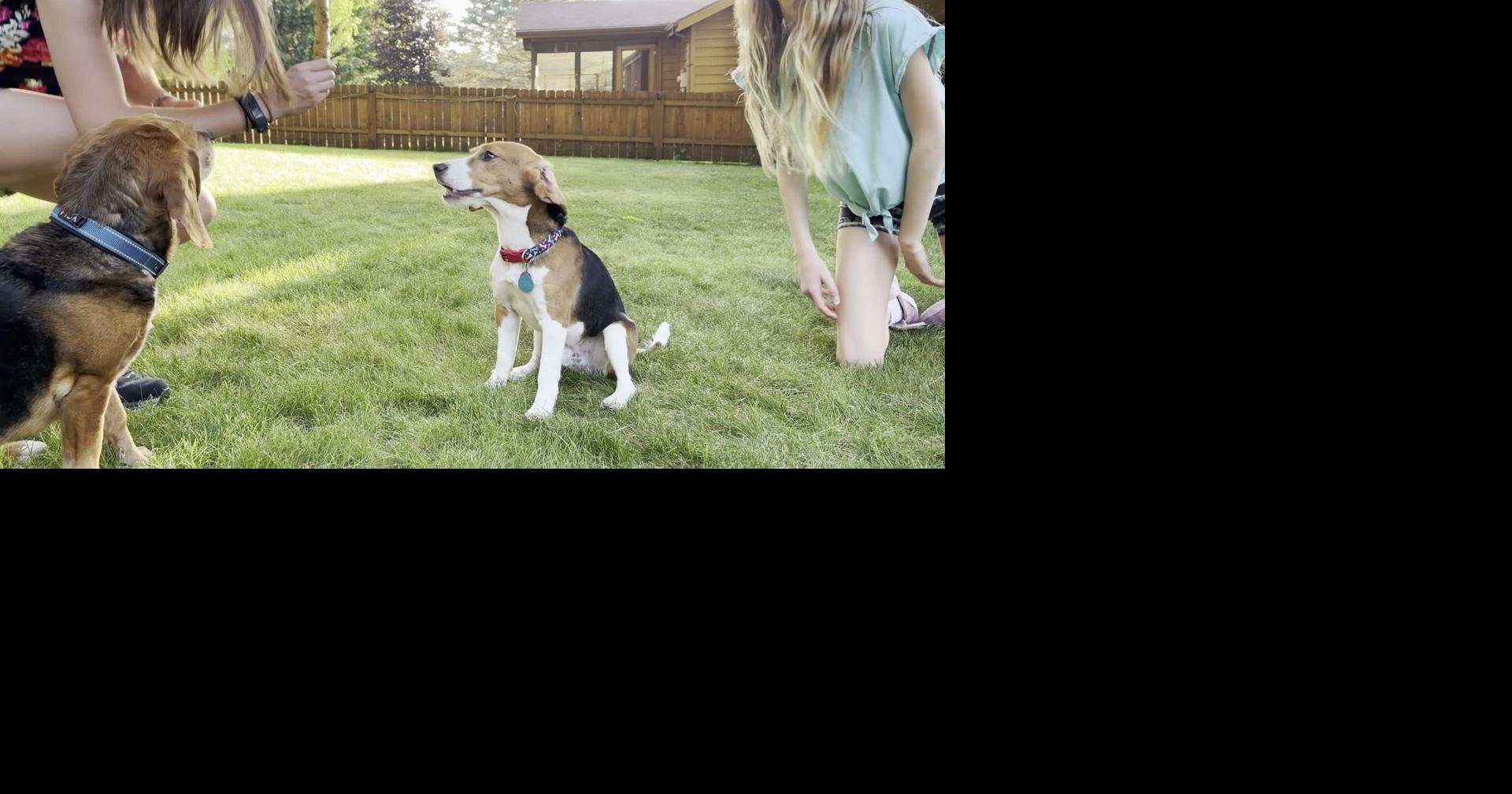 Watch: Freed Ridglan beagle gets treats in new family's backyard