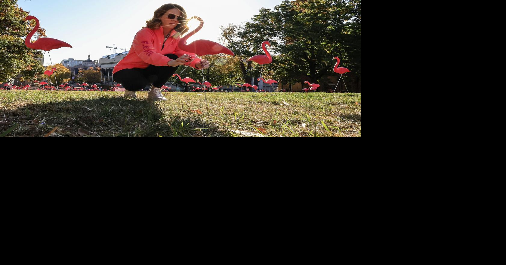 Flock of plastic flamingos predicted to hit UW-Madison