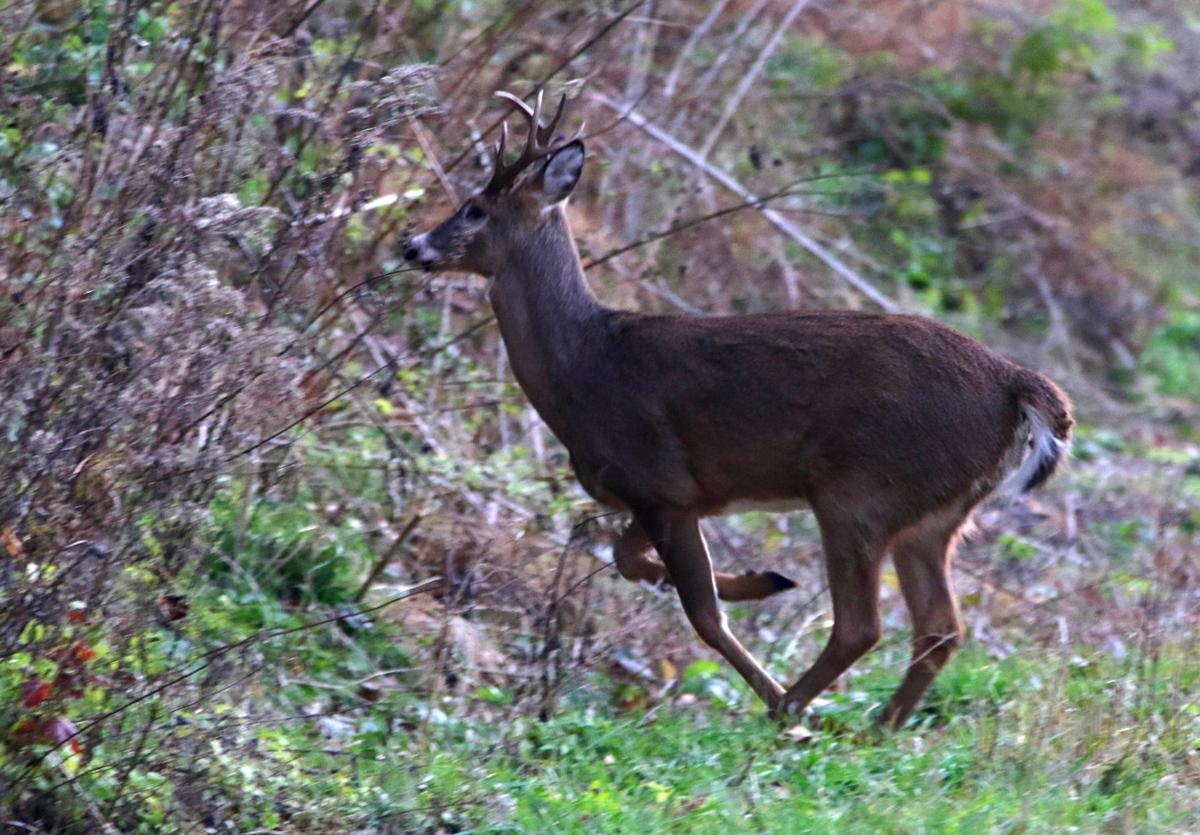 Motorcyclist dies after hitting deer