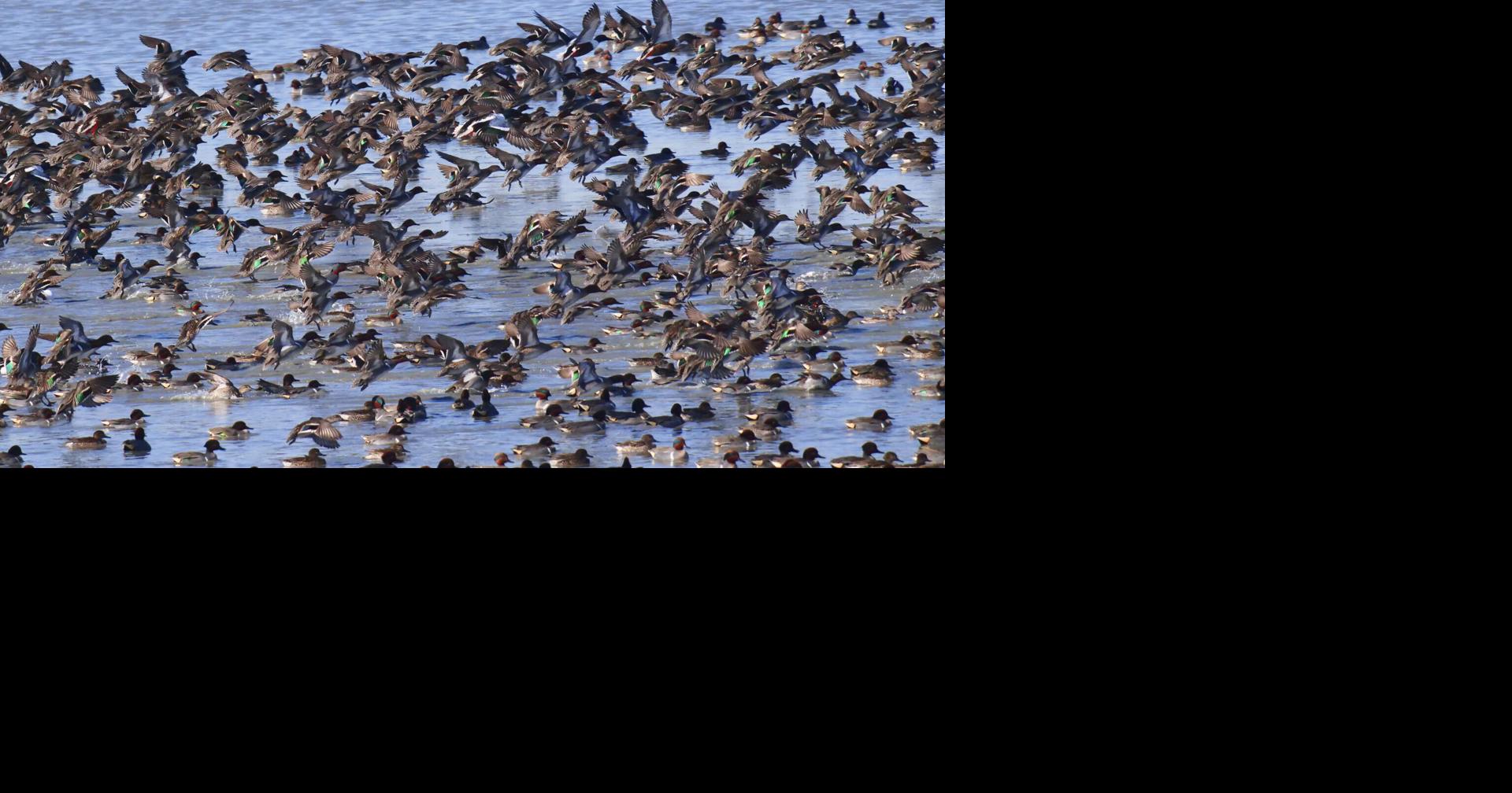 20M birds are crossing Wisconsin, so lights out: Advocates