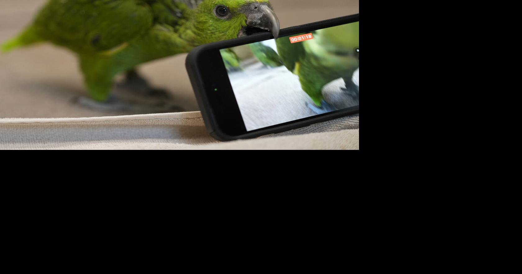 Chirping bag leads to smuggler with parrot eggs