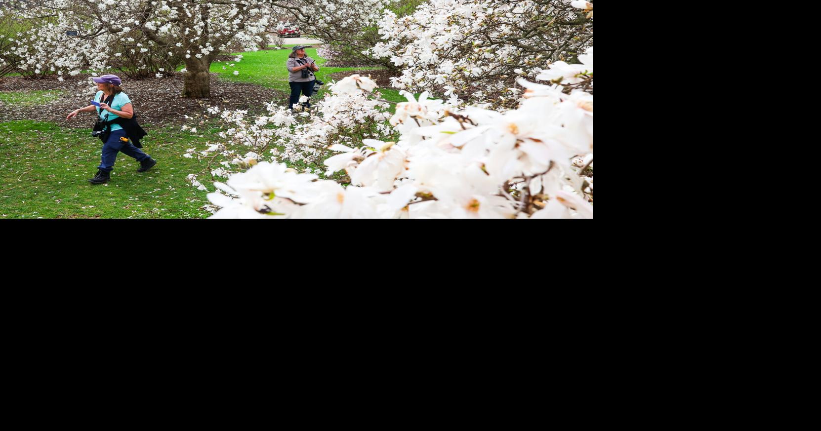 Photo of the day: Magnolias in bloom at the UW-Madison Arboretum