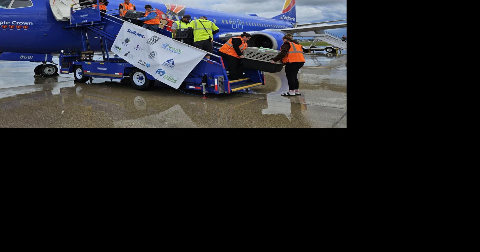 Dane County Humane Society has hurricane pets ready to adopt