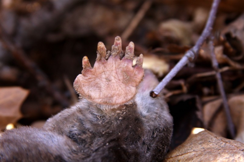 Nature's Way: Nature on April Fools Day