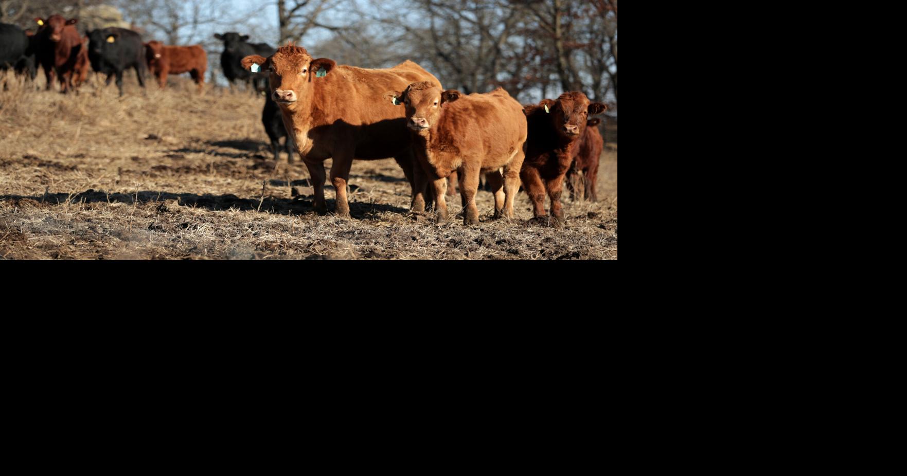 Photos: The Akaushi cattle at Generations Beef