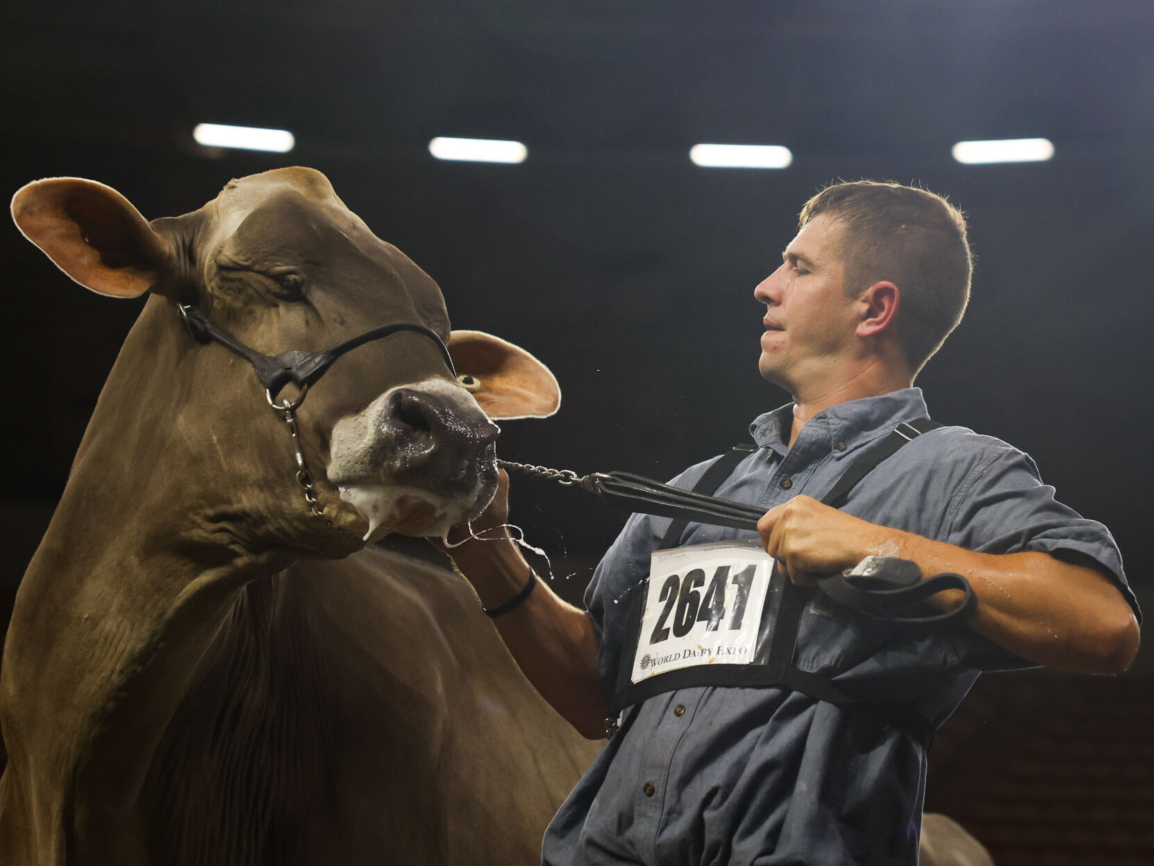 Photos: Cattle crash Alliant Energy Center for World Dairy Expo