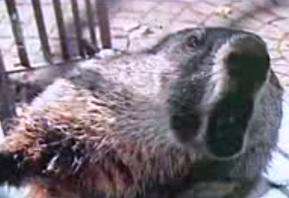Viral video: Attack of an aggressive groundhog