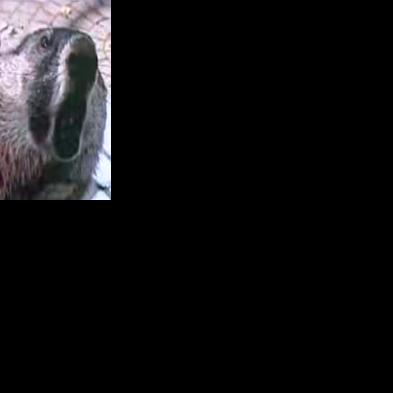 Viral video: Attack of an aggressive groundhog