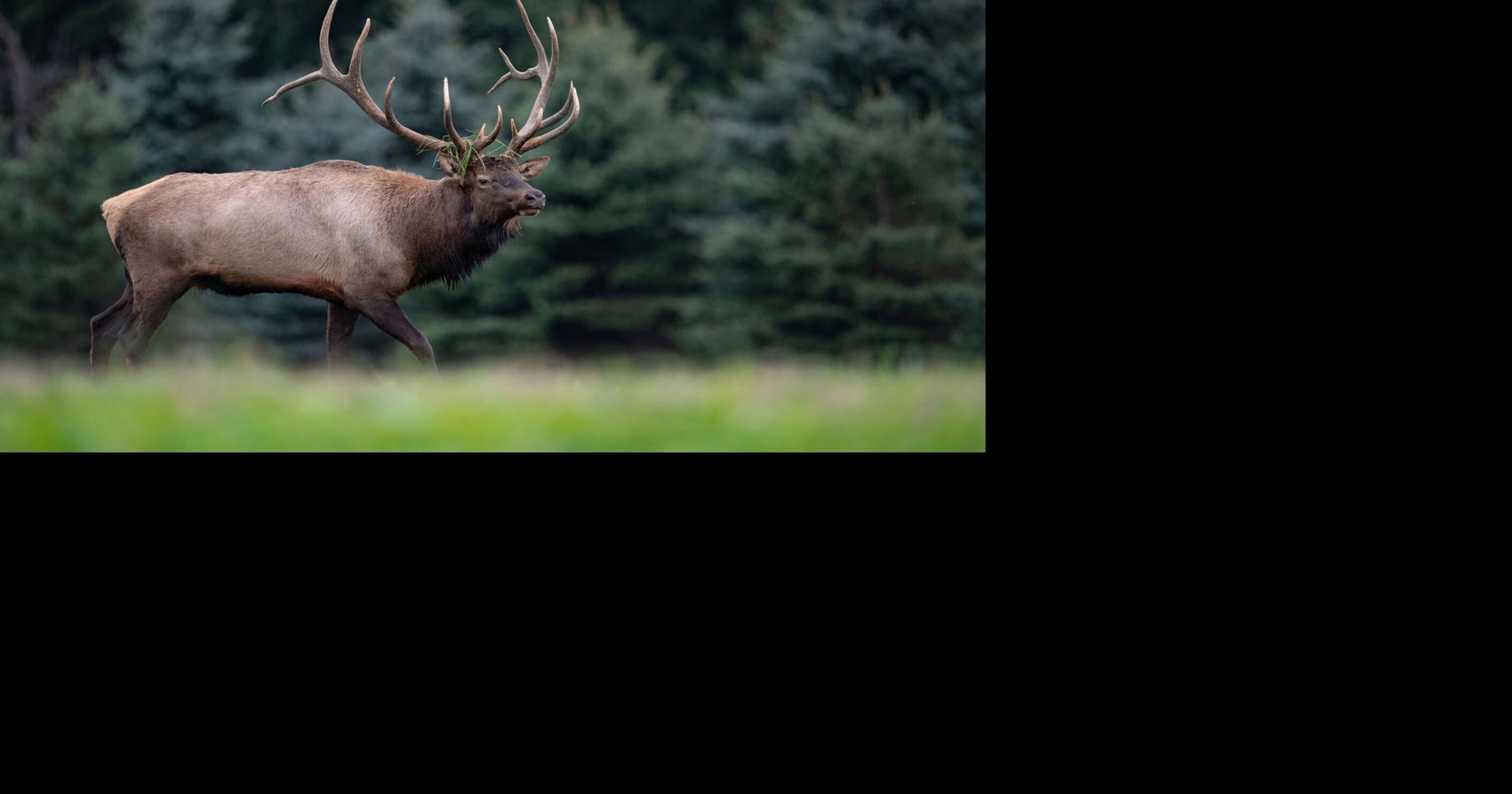 Wisconsin DNR reports successful 2024 elk hunt
