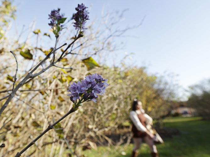 Lilacs blooming again in Madison’s Arboretum