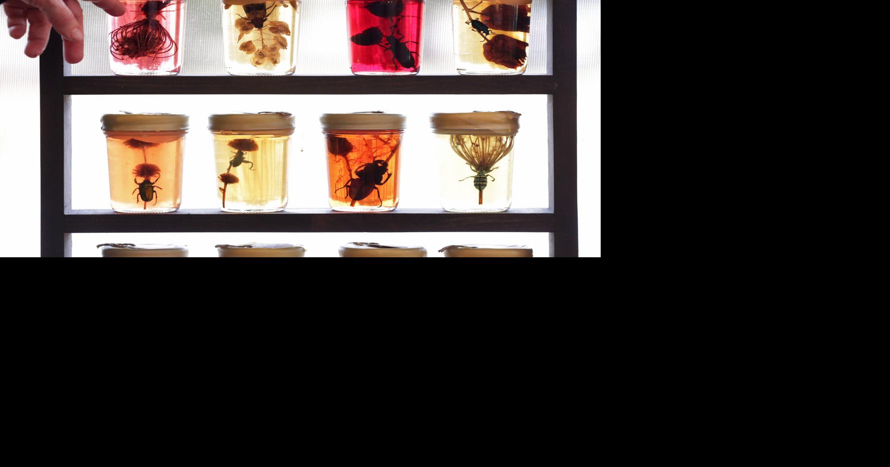 Photos: The insect art of Jennifer Angus