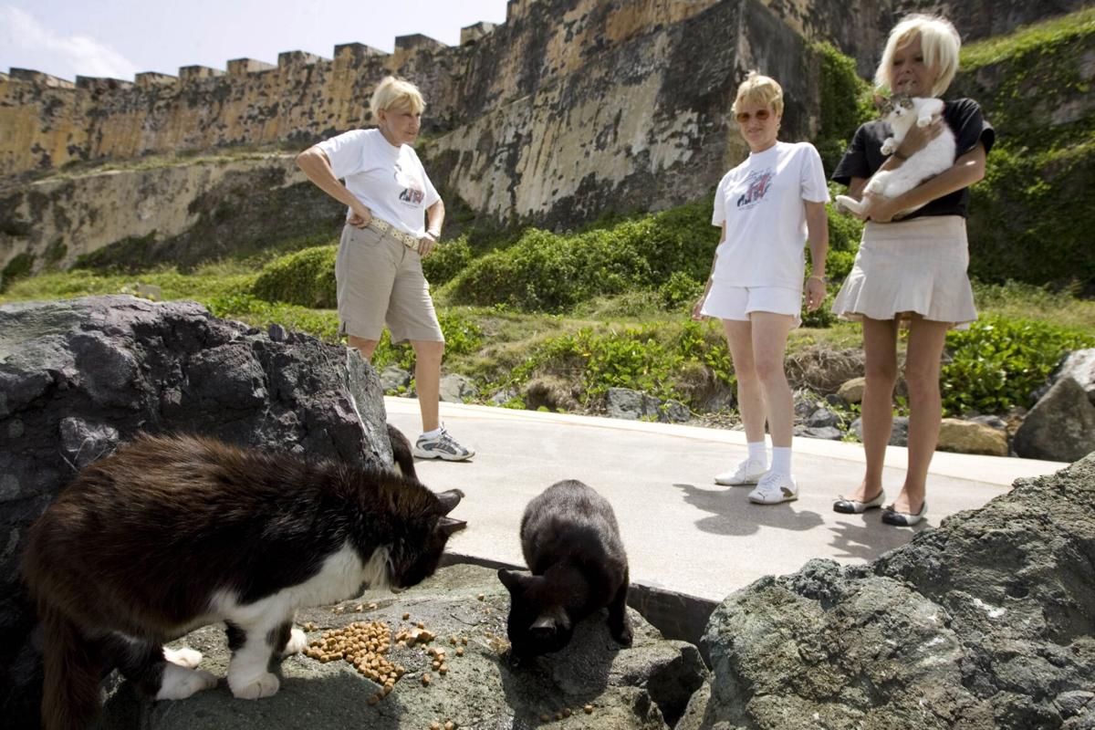 See the iconic cats of Old San Juan, where famous felines keep watch