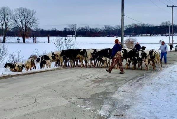 75 cows flee Northwest Indiana farm, stampede miles across major highways