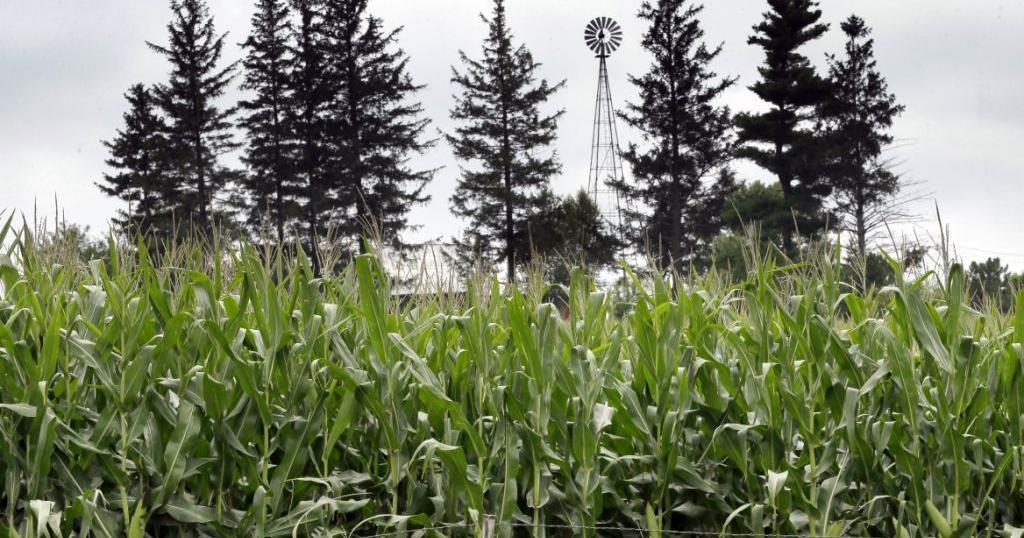 Heat, humidity boost crops