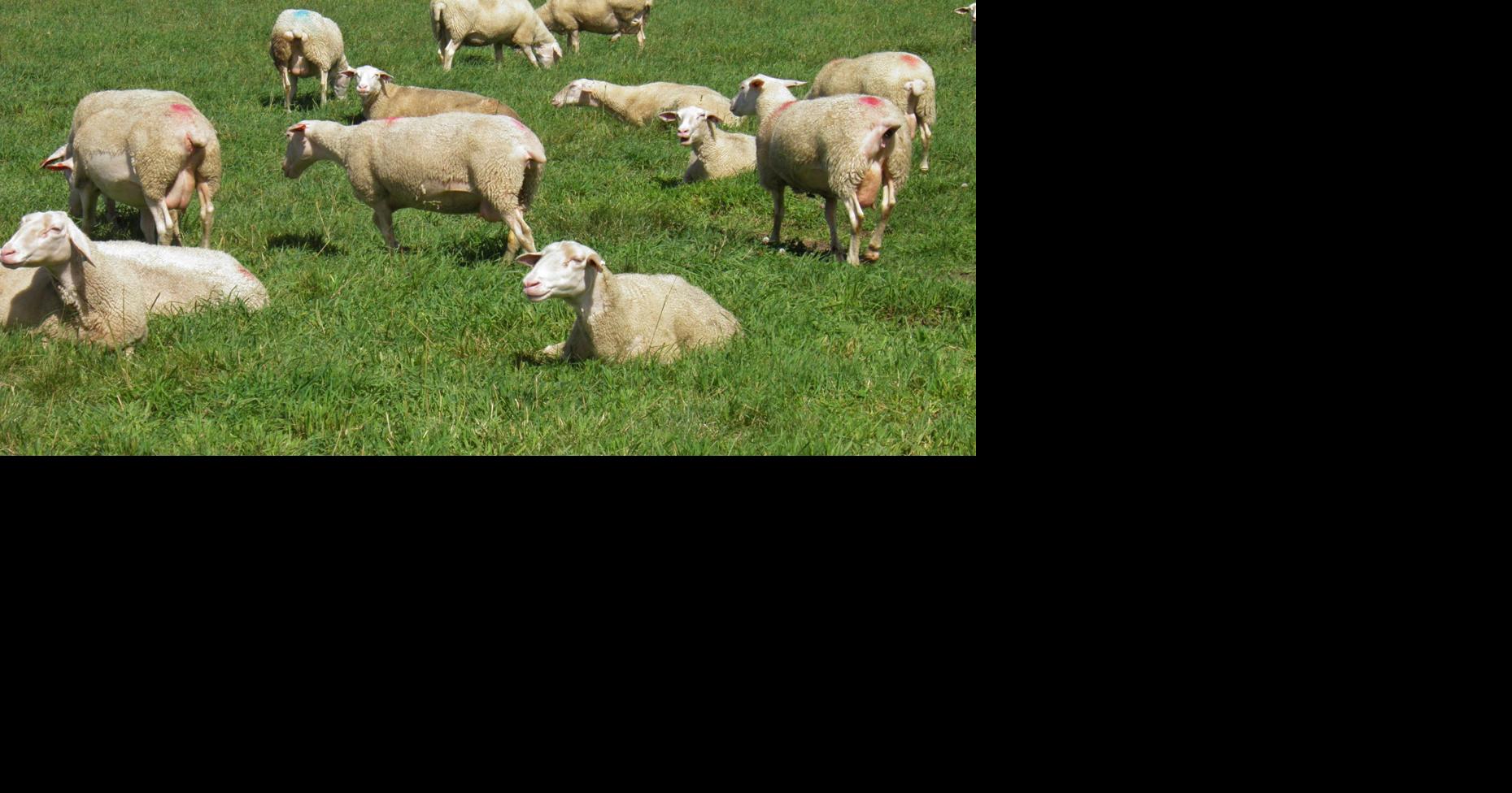 PETA takes credit for ending sheep experiments, but UW-Madison cites ...