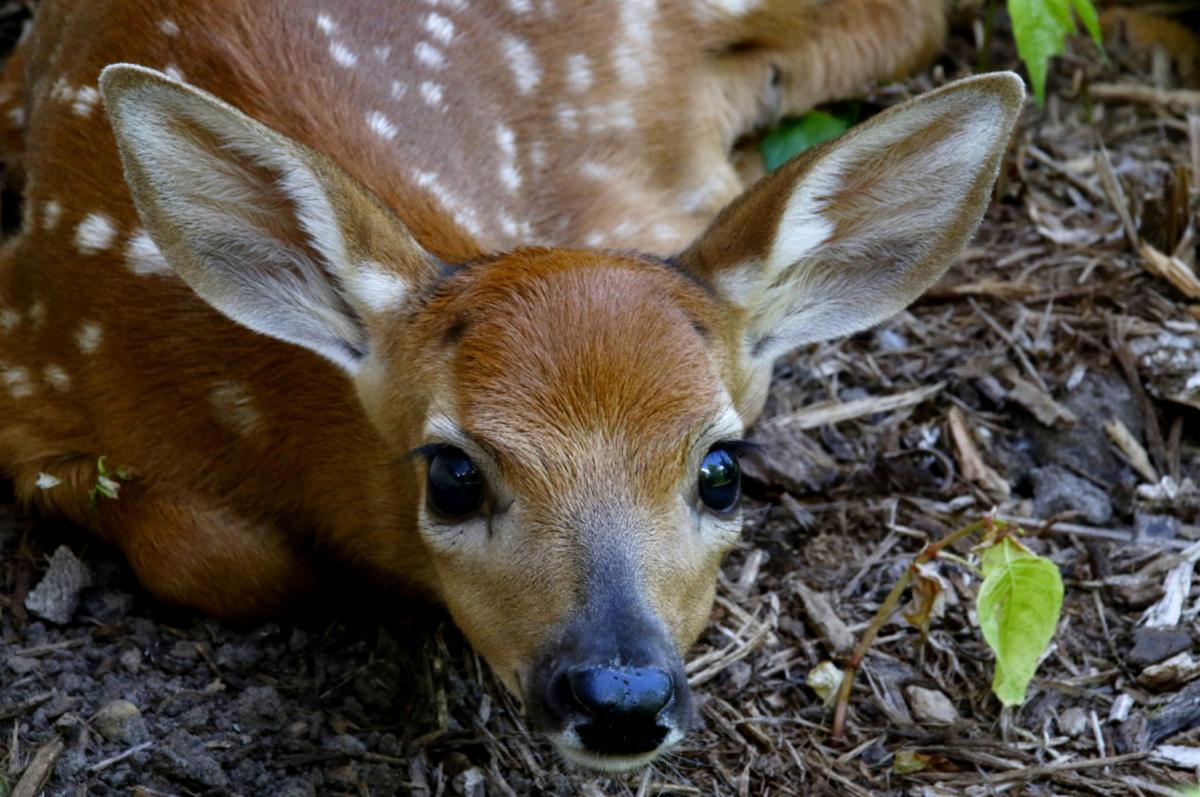 You want to help. But in most cases, the DNR says, leave fawns alone.