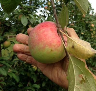 In Season: Zestar apples