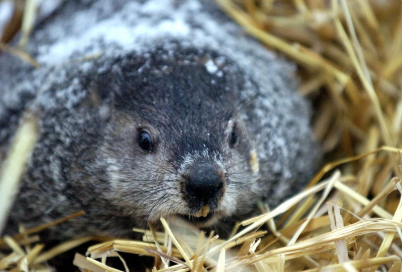 Groundhog Day is coming, and in Cottage Grove, they have a pig and they ...