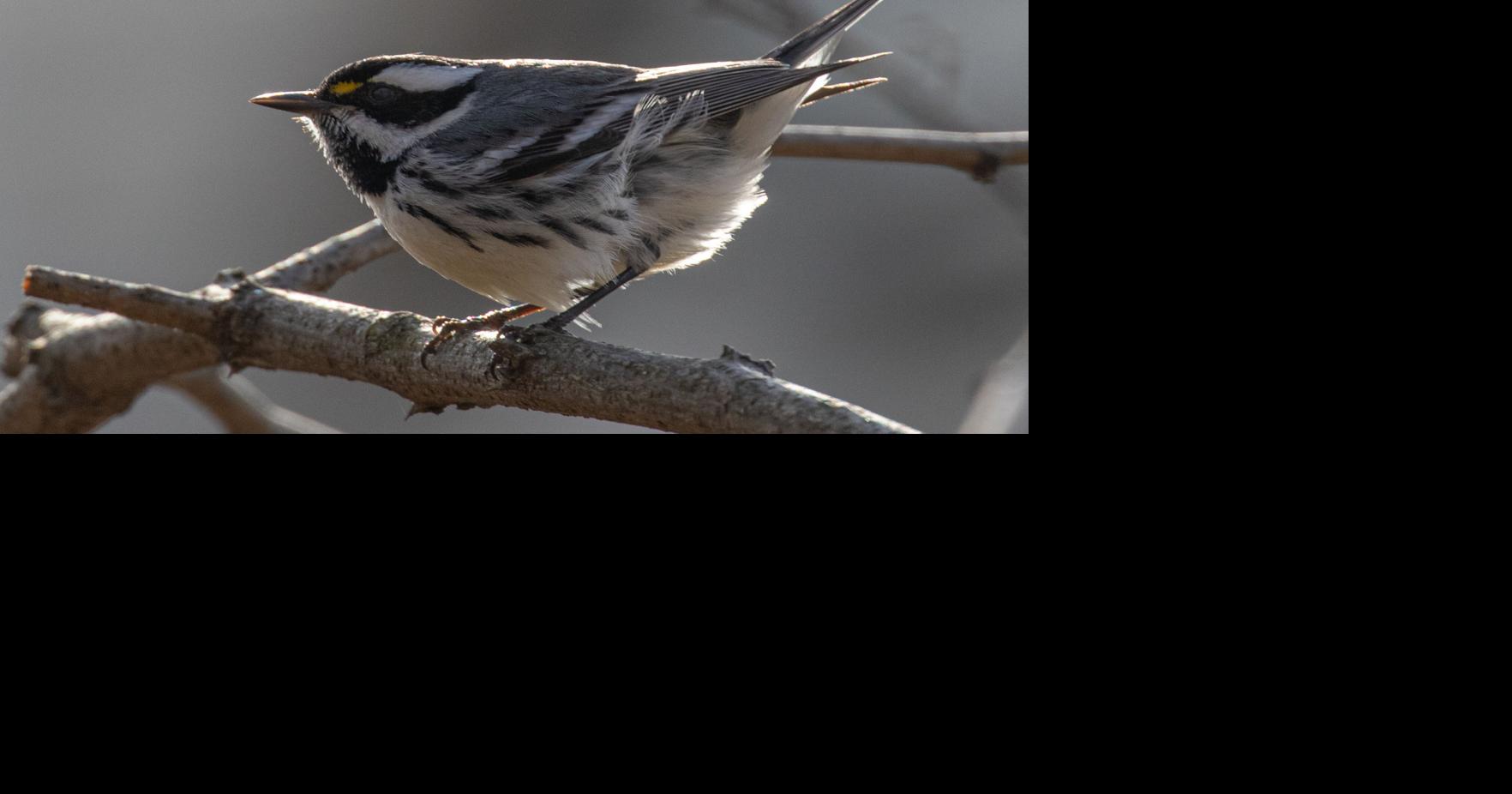 Birders flock to Madison park for glimpse of bird rarely seen in Wisconsin