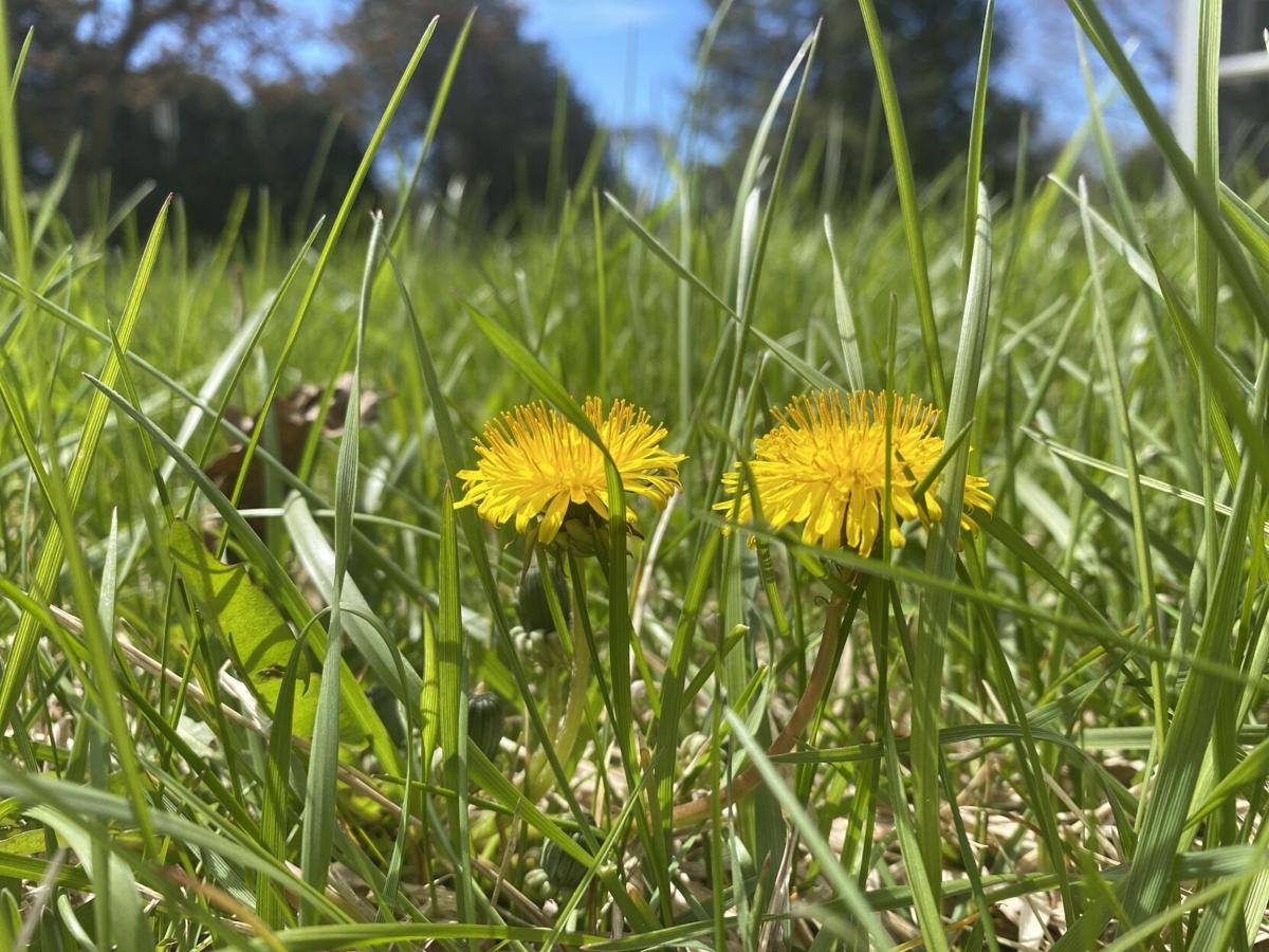 Madison won't issue tickets for tall grass in May