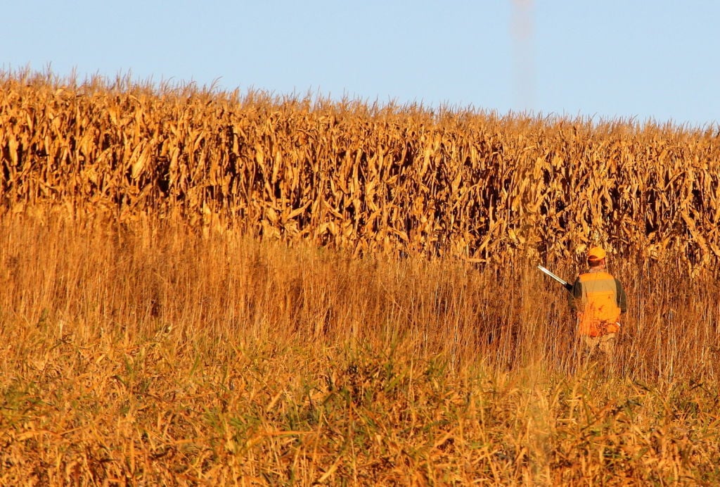 Outdoors: Public hunting land great place to find pheasants