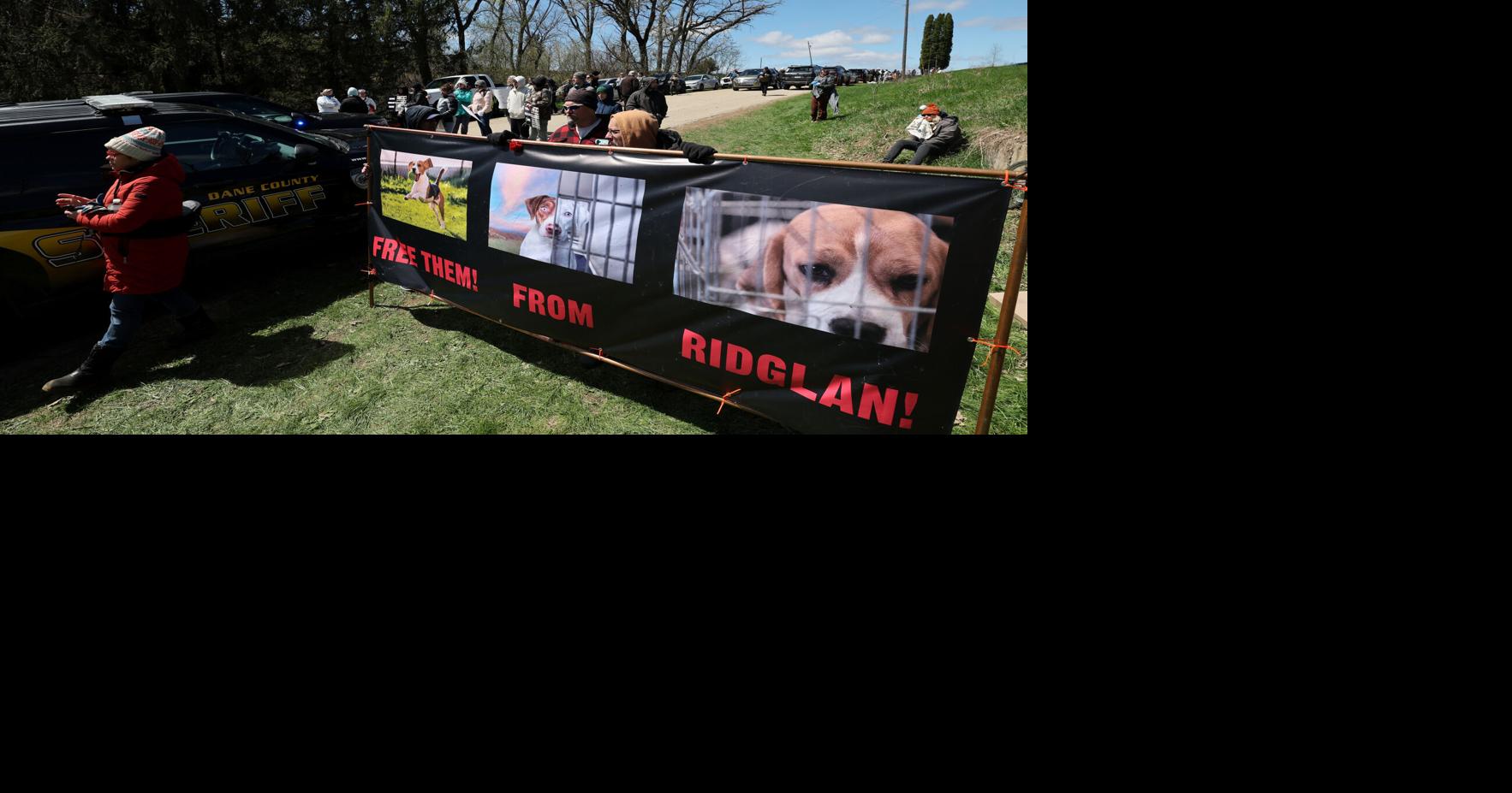 Ridglan Farms agrees to release nearly 1,000 beagles