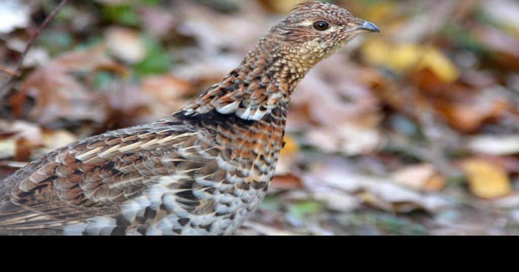 Fields and Forests: Ruffed grouse populations likely down