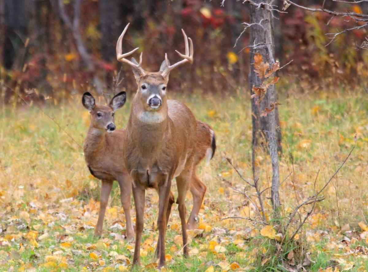 Special deer hunt set for Wisconsin sandhill wildlife area