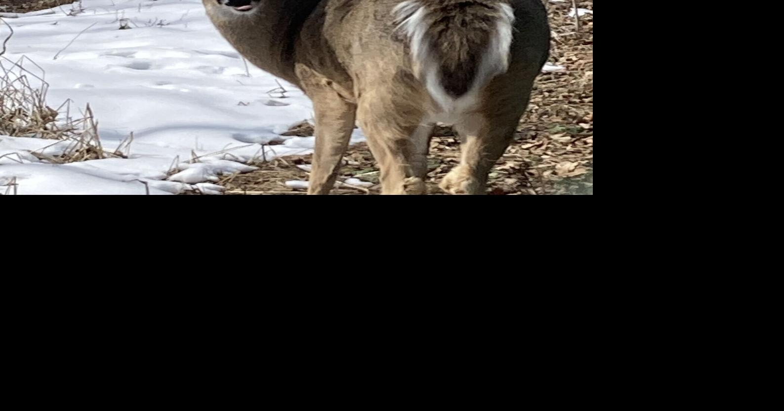 Doe at Wisconsin preserve had chronic wasting disease