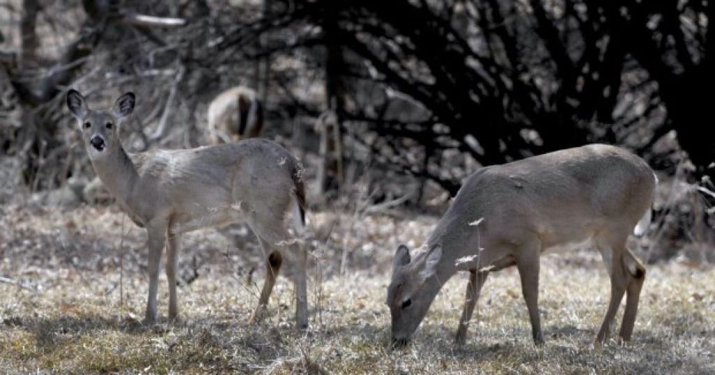 New law allows rifles for deer hunting