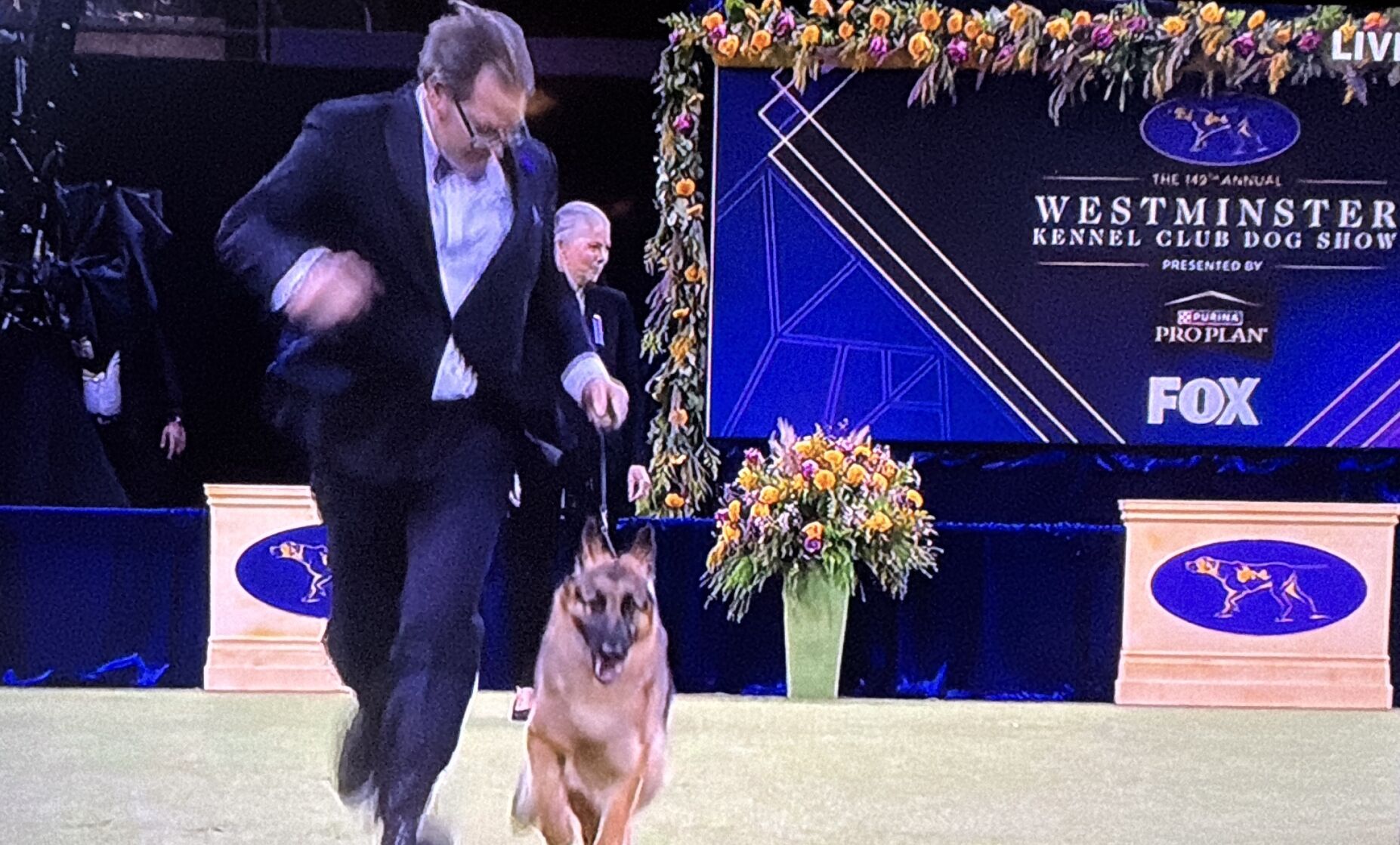 Mercedes fails in best in show bid at Westminster dog show