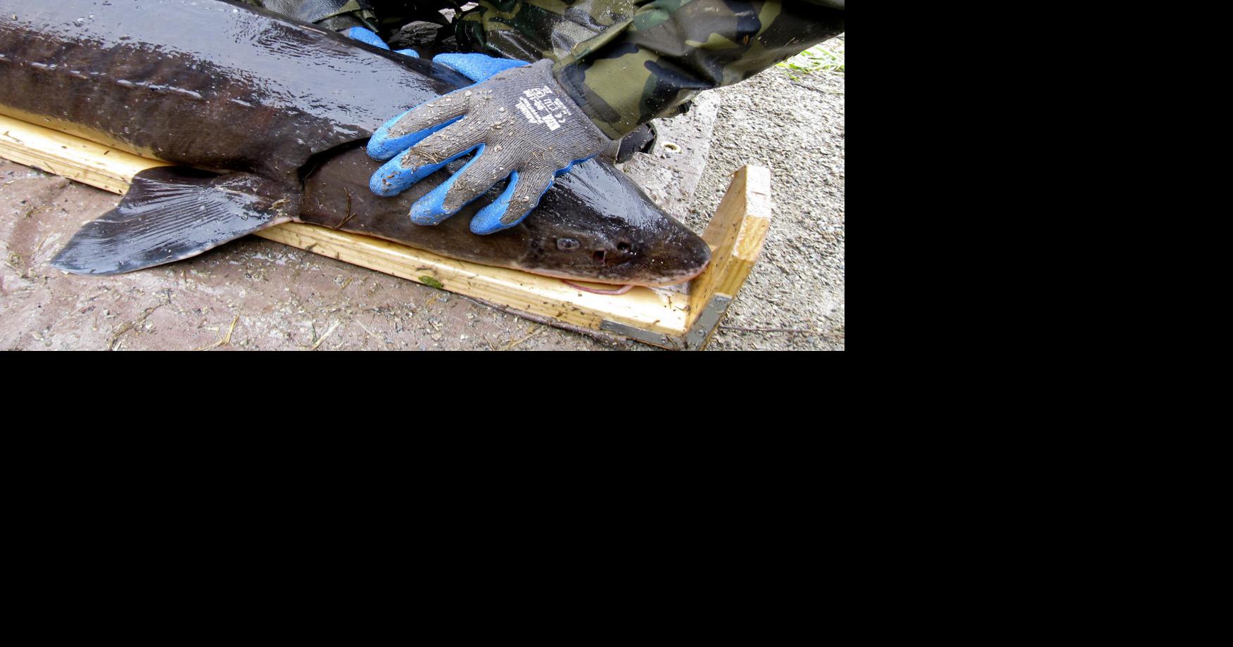 Wisconsin DNR ending use of guards to protect spawning sturgeon on Wolf ...