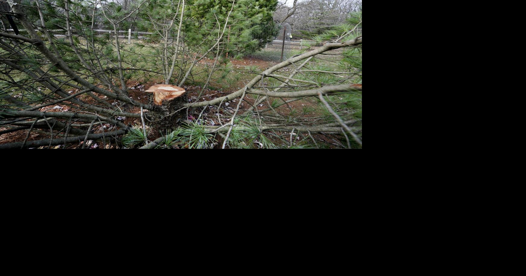 'Pine crime' solved: 3 students cited for theft of rare, 25-foot tree ...